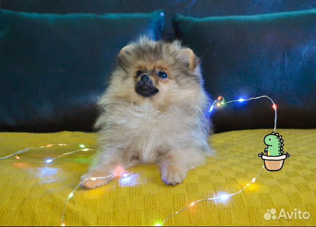 Шпице мальчик шоу звезда- померанский шпиц