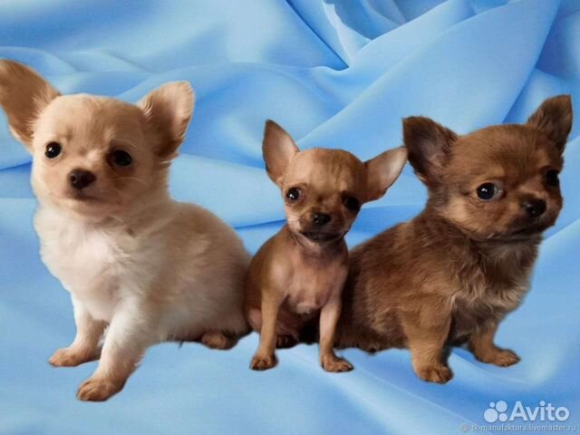 Щенки чихуахуа