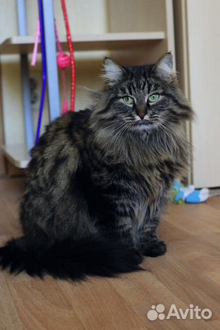 Кошка в добрые руки
