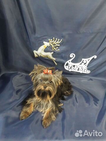 Красоточка