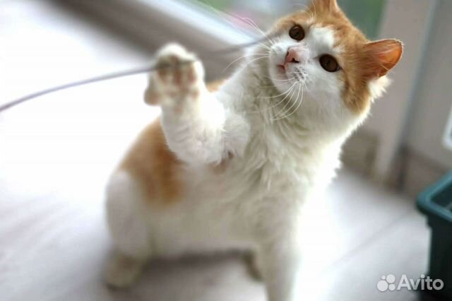 Ласковый котик Лева в добрые руки