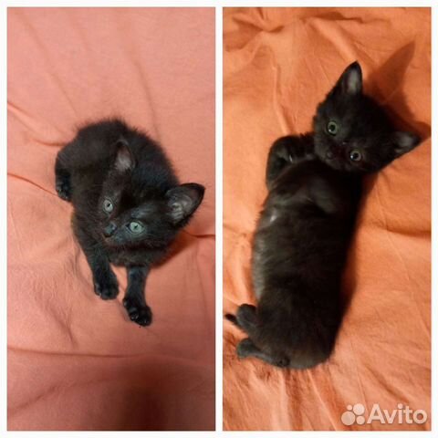 Котята шоколадно-черного окраса