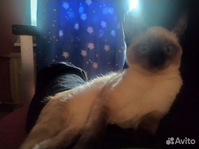 Девочка Меконгский бобтеил