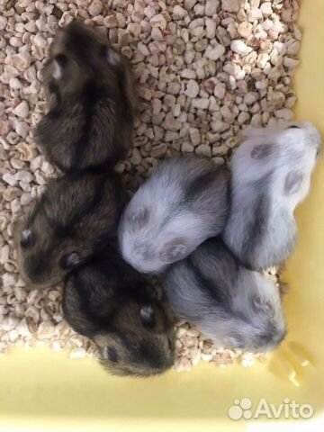 Джунгарский хомяк