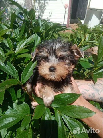 Мальчишка мел/станд Йоркширский терьер