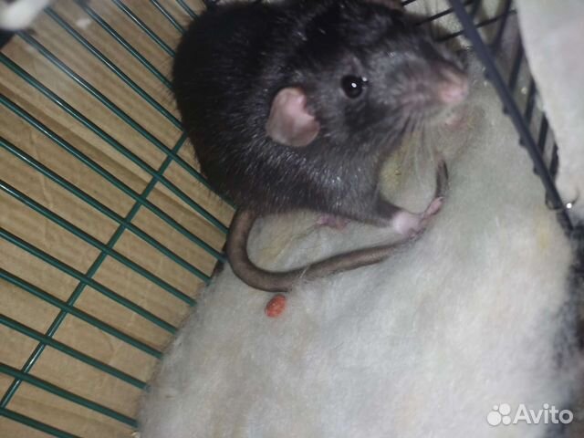 Крыса дамбо