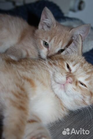 Котята Лео и Тиг