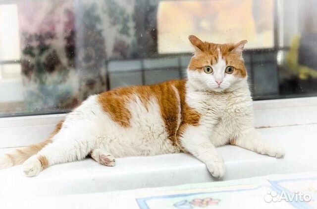 Булочка - кошечка округлой наружности ищет дом