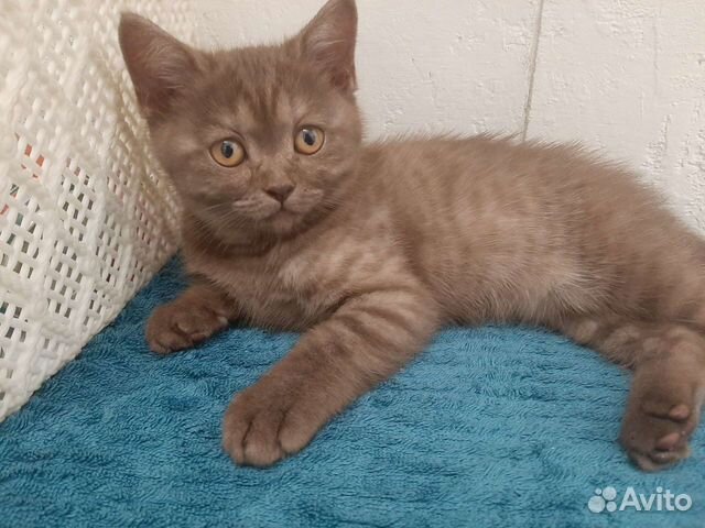 Британская короткошерстная кошка 3месяца