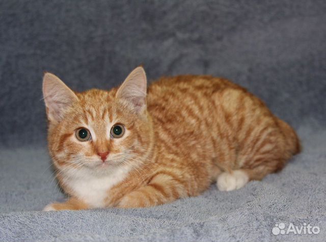 Шикарный рыжий котёнок в дар