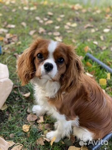 Случка собак