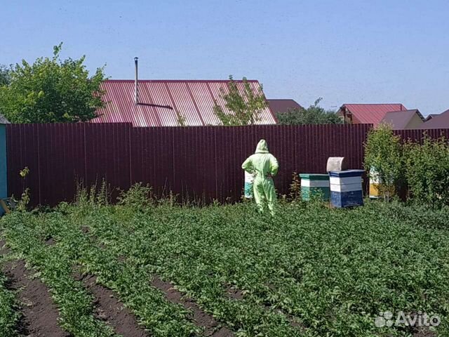 Пчелосемьи