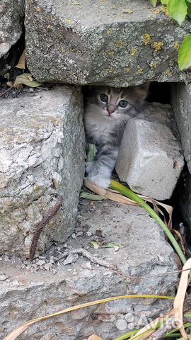 Котята отдам в добрые руки бесплатно