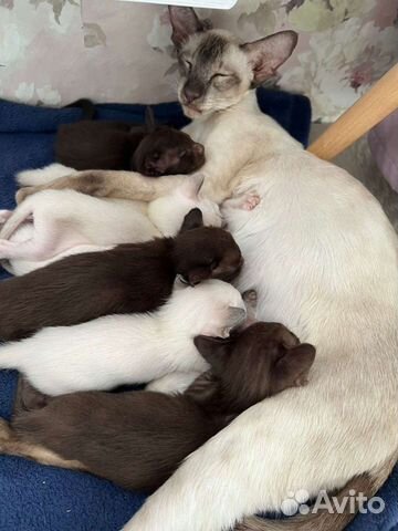 Котята ориентальной породы