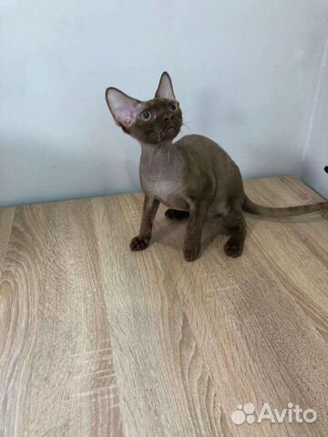 Котята девон-рекс