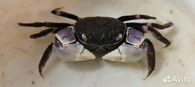 Краб синий паук