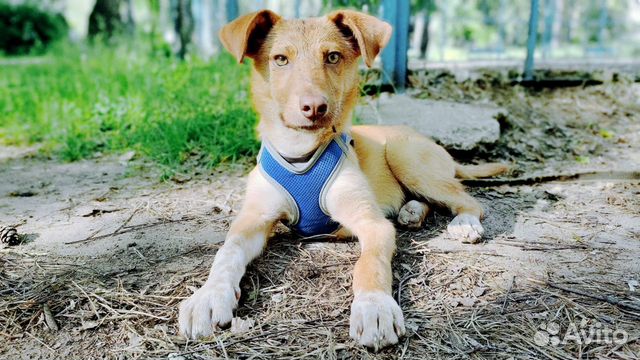 Щенок Персик ищет семью