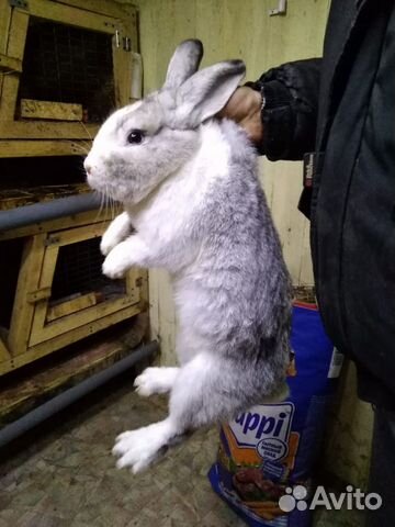Кролики мясных пород
