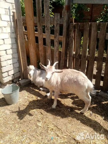 Козлята