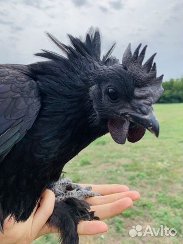 Петух Аям Цемани