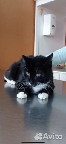 Кошка, 2 года