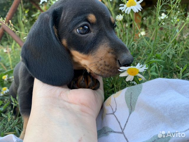 Щенки таксы