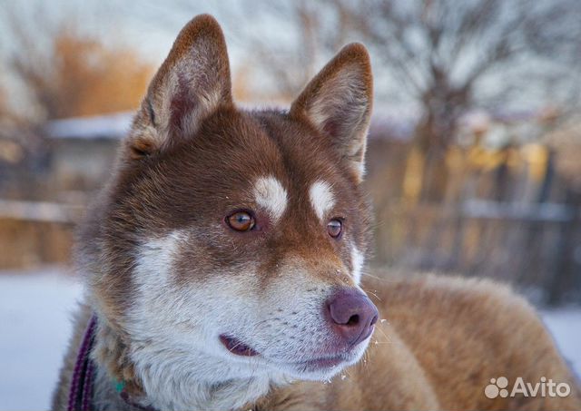 Хаски Тёма в добрые руки