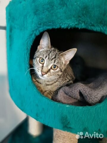 Малышка котенок