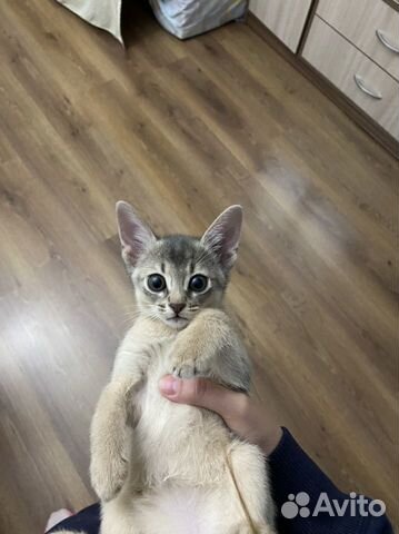 Абиссинская кошка