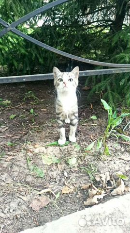 Красивый котенок мраморный