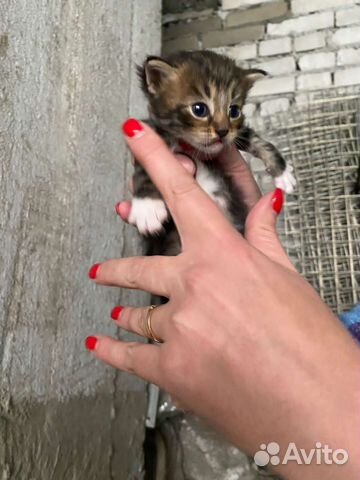 Котята в добрые руки бесплатно