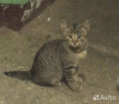 Смелый и несчастный малыш ищет добрую семью