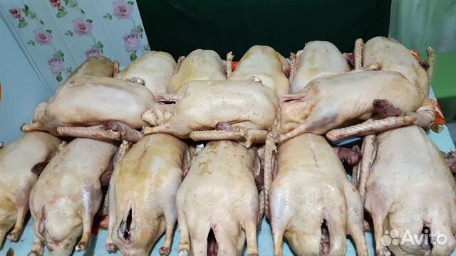 Продам мясо гуся купить в Ишимбае Товары для дома и дачи Авито
