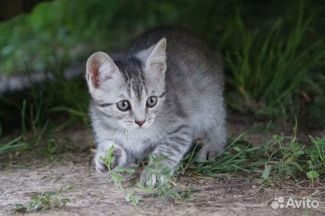 Котёнок британец метис