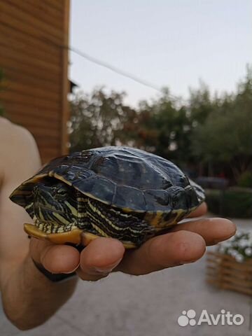 Черепаха водоплавающая отдам в хорошие руки