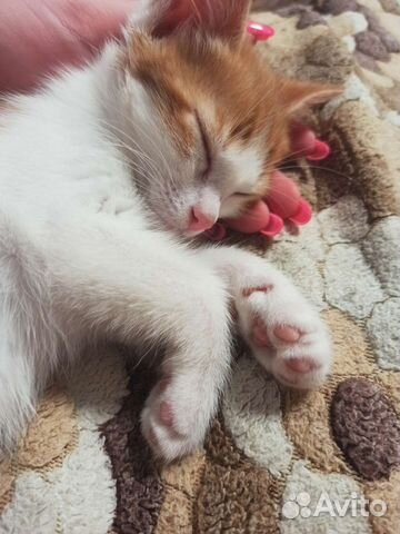 Рыженький котенок, девочка, 2 месяца