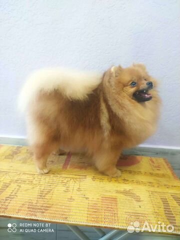 Померанский шпиц Юнный Чемпион