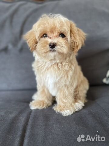 Мальтипу ф1 f1