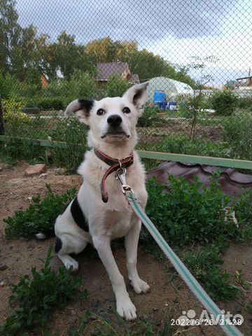 Собака в добрые руки отдам бесплатно