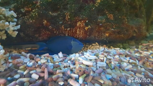 Рыба для морской воды