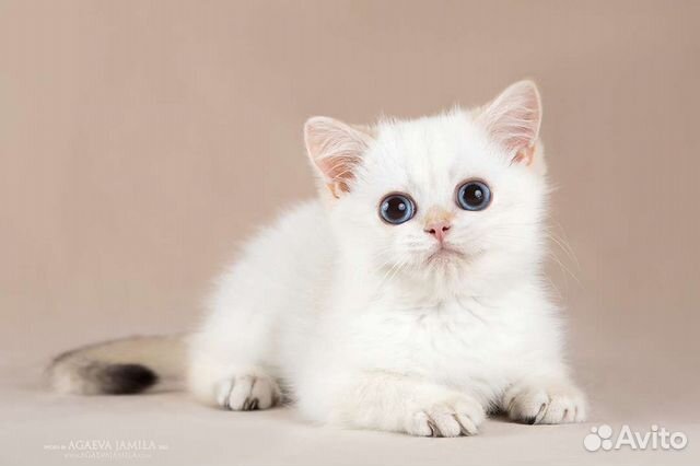 Мальчик золотая британская шиншилла колор поинт