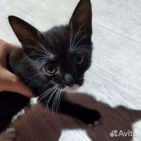 Котенок в дар бесплатно