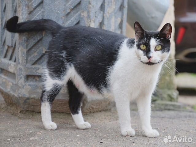 Кошка ищет дом