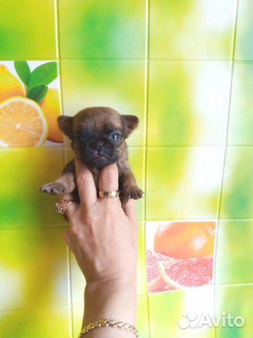 Мини девочка брабансончик