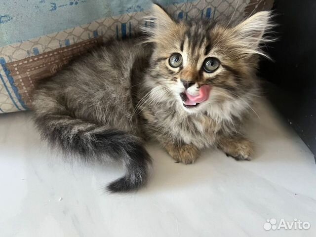 Котёнок
