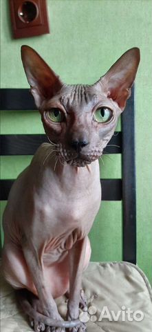 Донской сфинкс