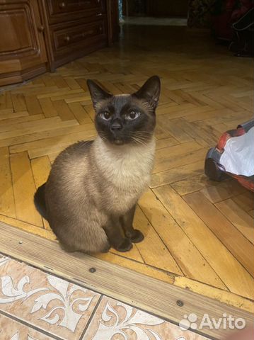 Тайская кошка бесплатно