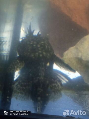 Сом Анциструс