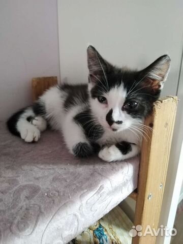 Кошка Кнопочка