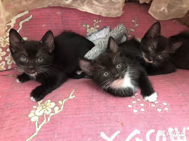 Котята в добрые руки даром